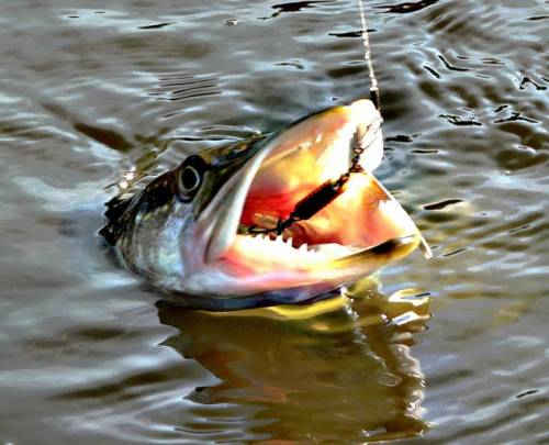 Щука весной